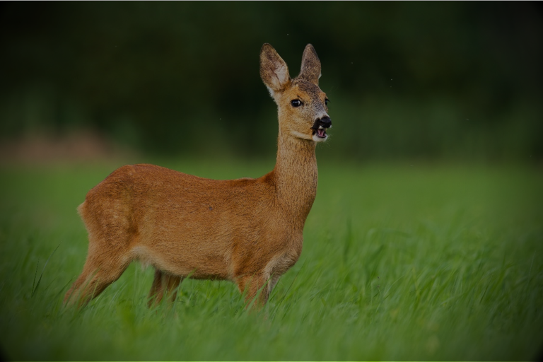 4K Upgradeable HD Portable Camera System｜Ikegami